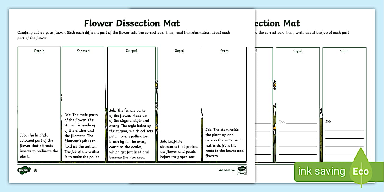KS2 Flower Dissection Mats (teacher made) - Twinkl