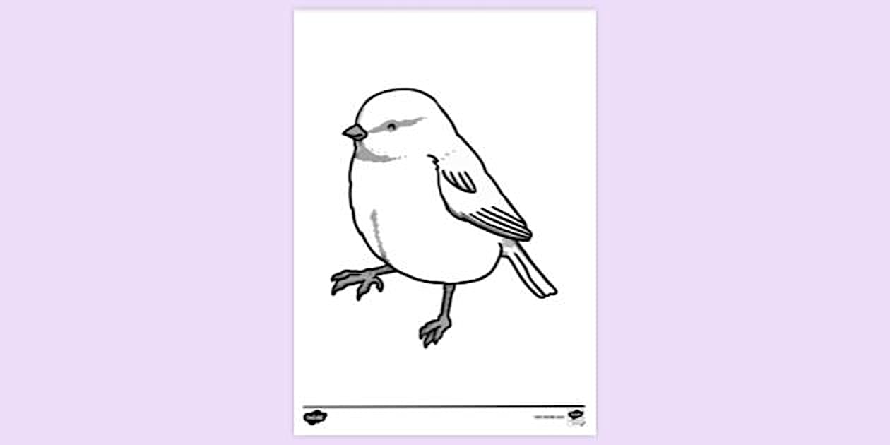 Little Bird Colouring Sheets | Colouring Pages - Twinkl