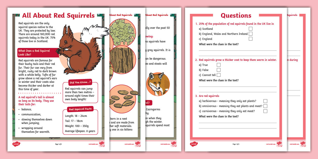 All About Red Squirrels Inference Activity Sheet - Twinkl
