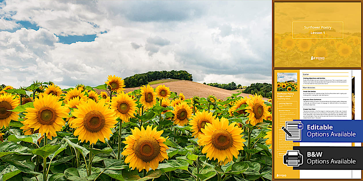 Sunflower Poetry Similes/Adjectives (teacher made) - Twinkl