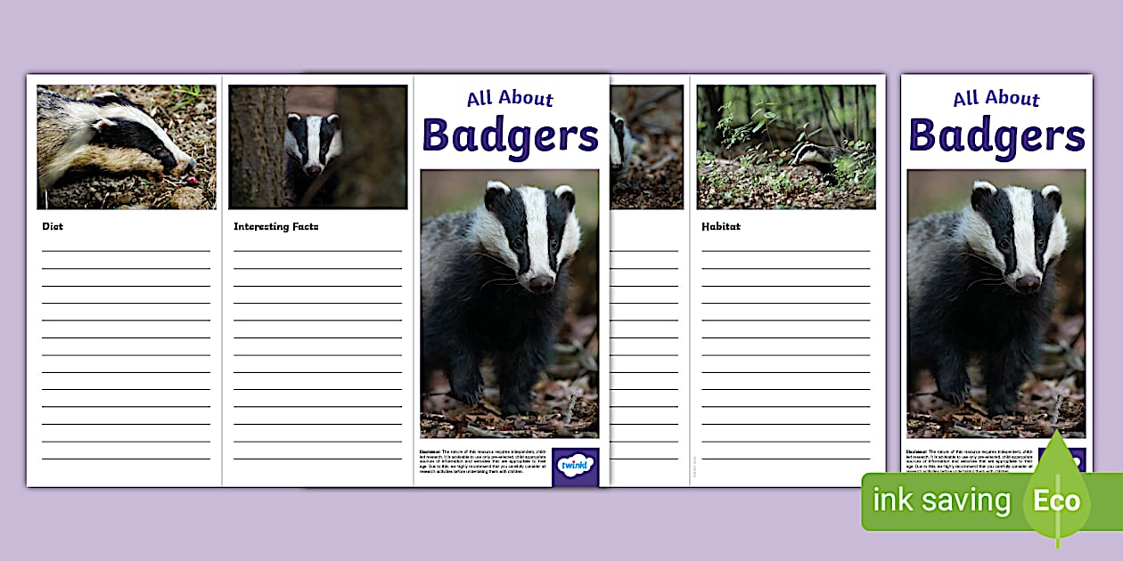 All About Badgers Leaflet Template (teacher made) - Twinkl