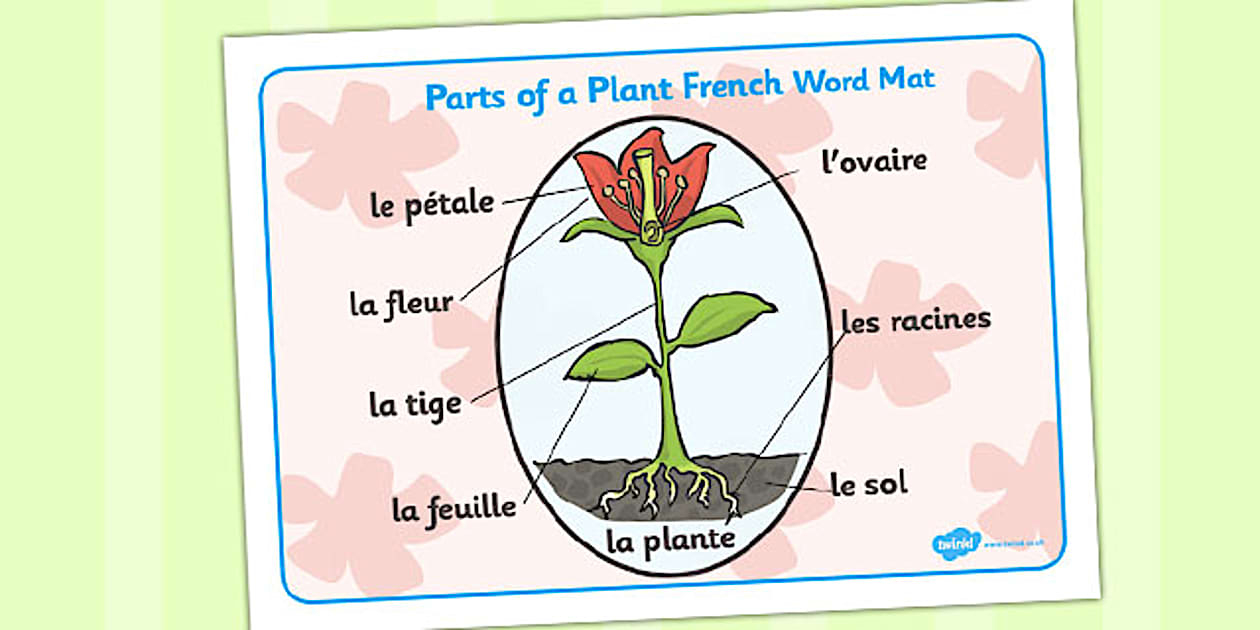 Parts of a Plant Word Mat French (teacher made) - Twinkl