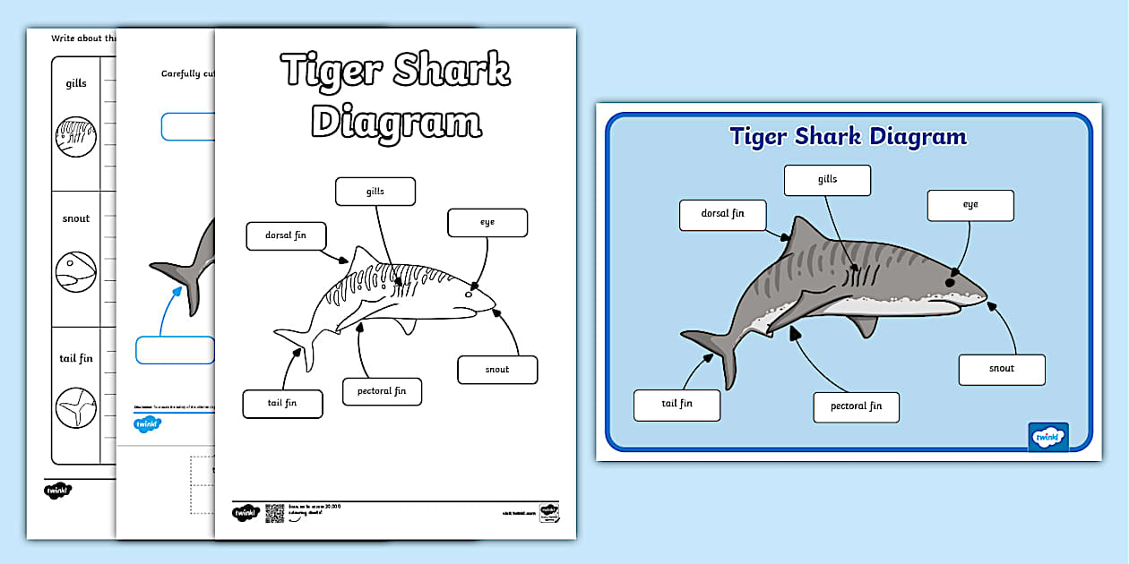 Tiger Shark Diagram Pack (teacher made) - Twinkl