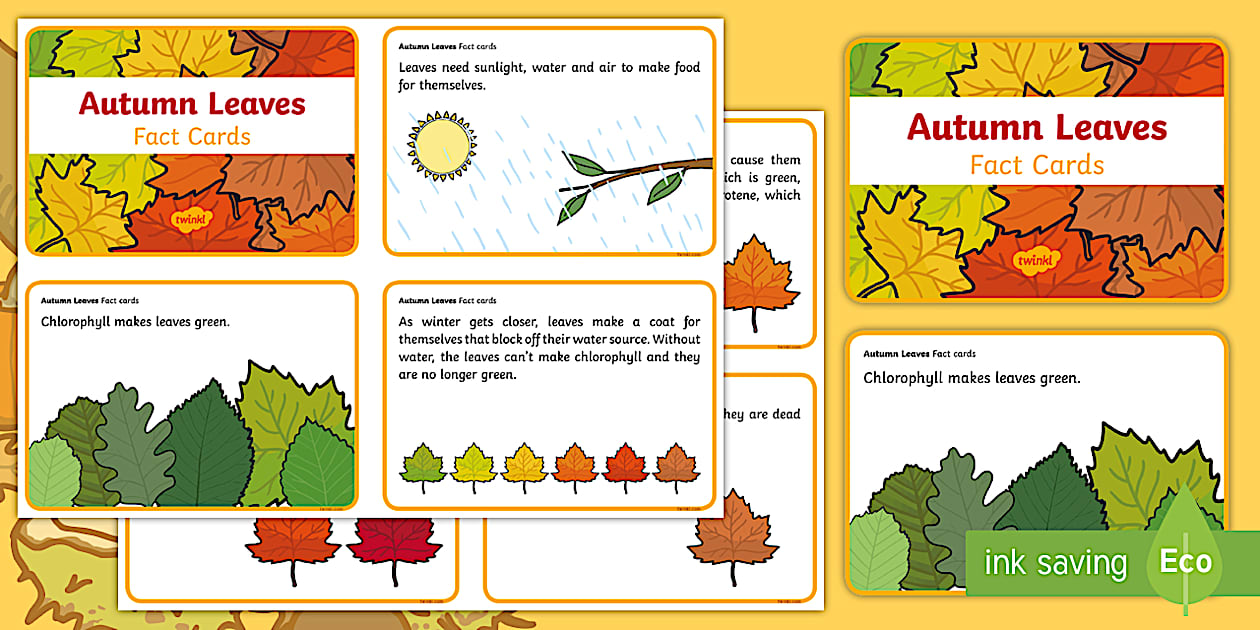 Autumn Leaf Fact Cards (teacher made) - Twinkl