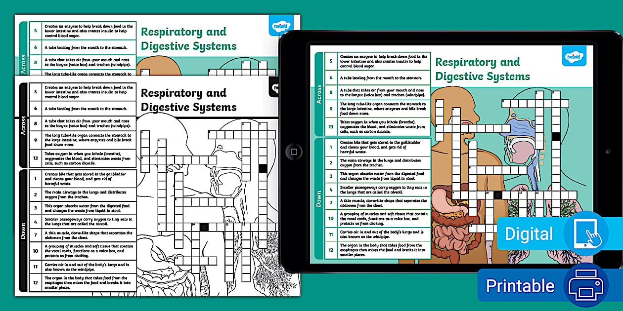 Seventh Grade Respiratory and Digestive Systems Crossword