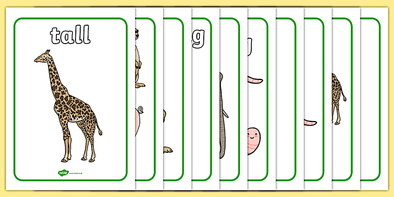 Size Comparison Display Posters (Word and Picture) - Twinkl