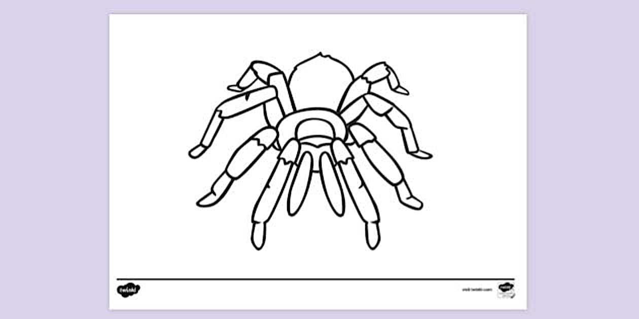 Printable Spider Colouring Page | Colouring Pages - Twinkl