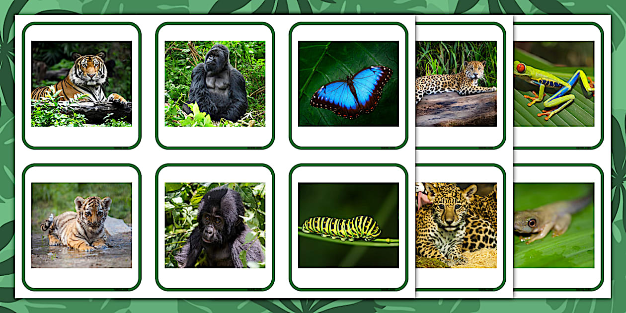 Jungle Animals | Picture Cards | NZ Primary Resource