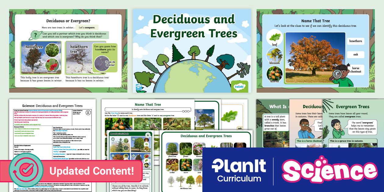 Science: Plants: Deciduous and Evergreen Trees Y1 Lesson 4