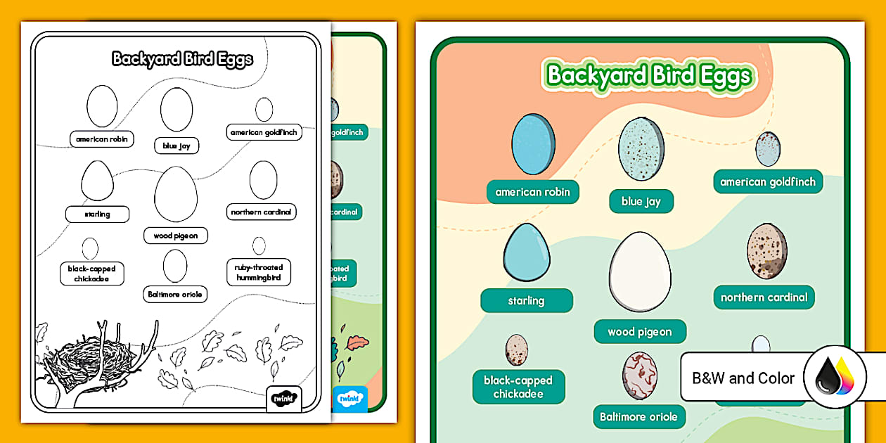 Backyard Bird Eggs Poster for Kindergarten | Twinkl USA