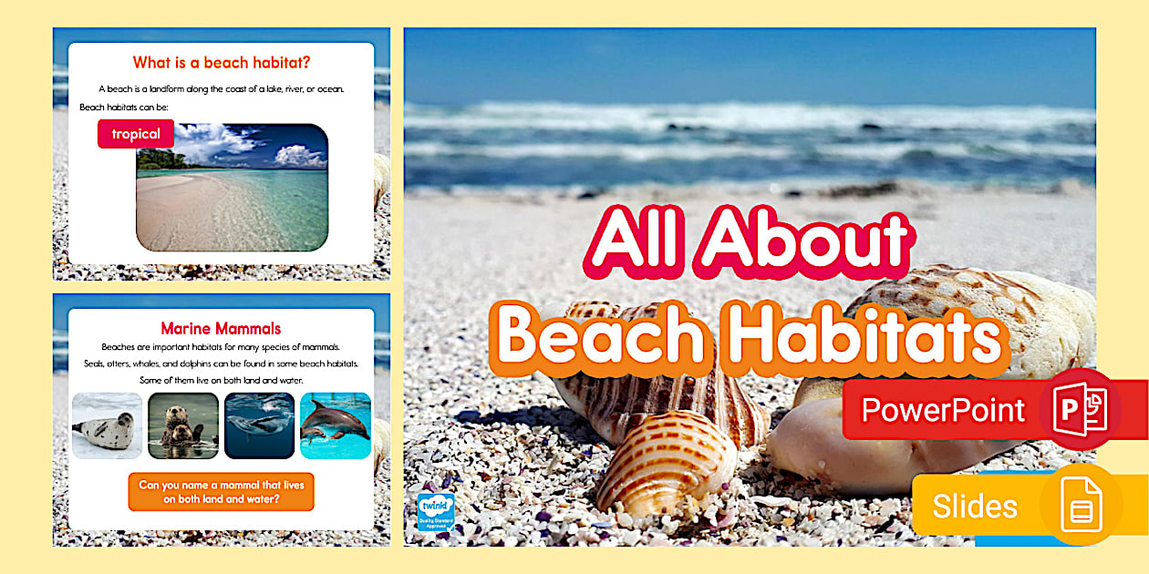 Beach Habitats PowerPoint for Grades K-2 | Twinkl USA