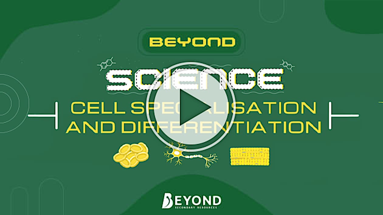 Cell Specialisation and Differentiation KS4 Cell Biology Video