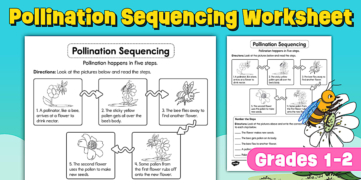 Pollination Sequencing Worksheet for 1st–2nd Grade