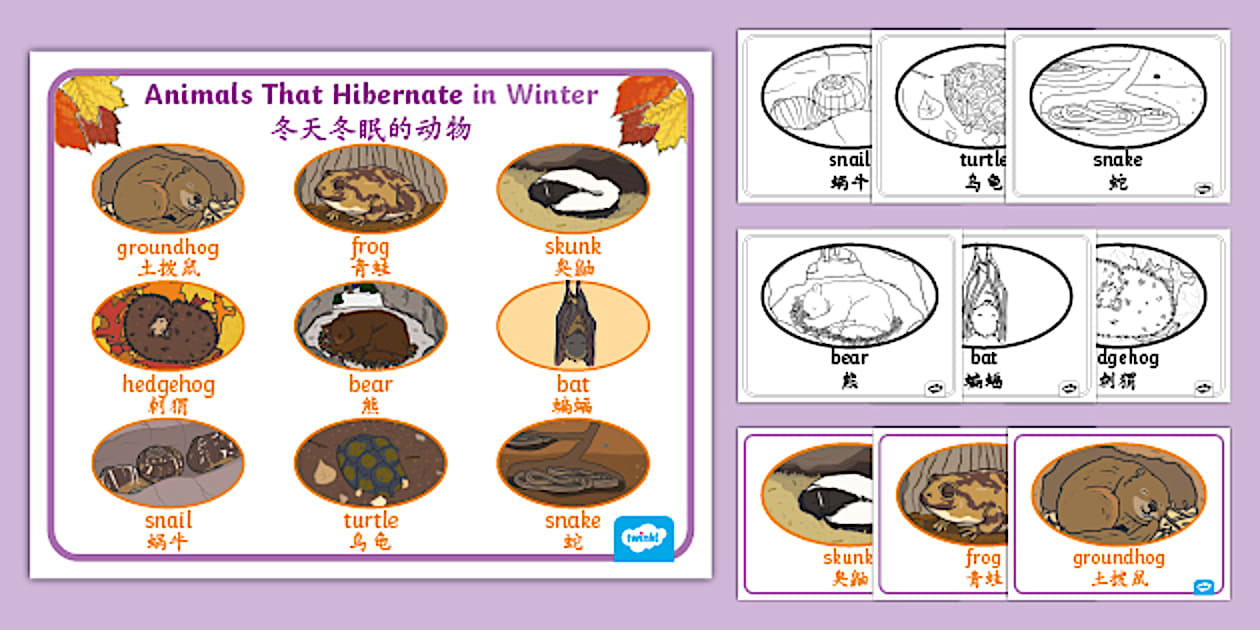 Animals That Hibernate in Winter Posters - English/Mandarin