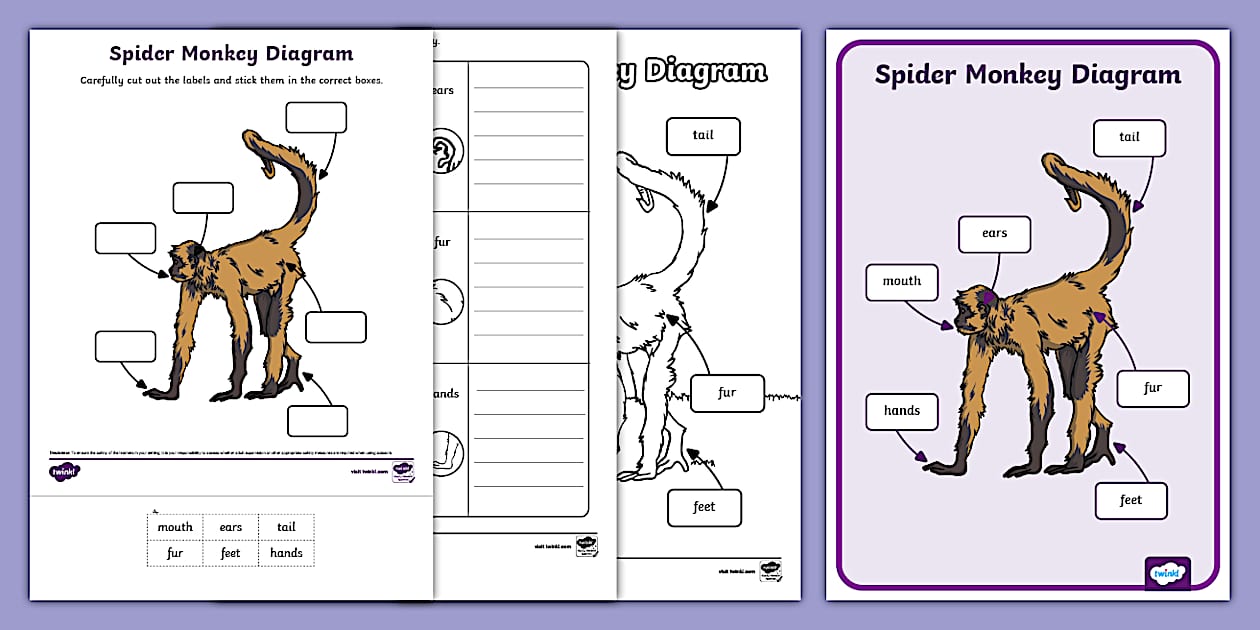 Spider Monkey Diagram Activity Pack (teacher made) - Twinkl