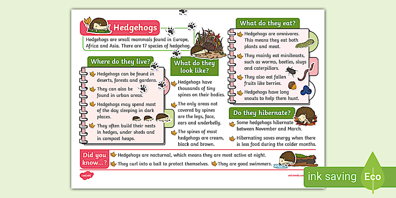 KS1 Hedgehog Fact File | Animal Fact Files | Twinkl - Twinkl