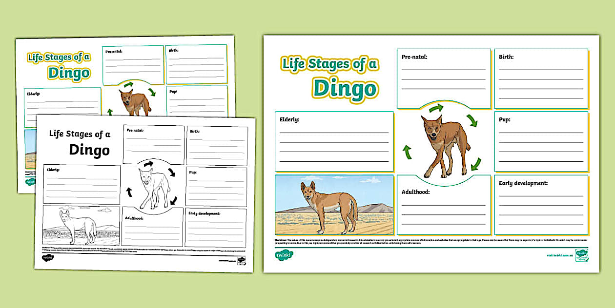 Dingo Life Stages Fact File Template (teacher made) - Twinkl