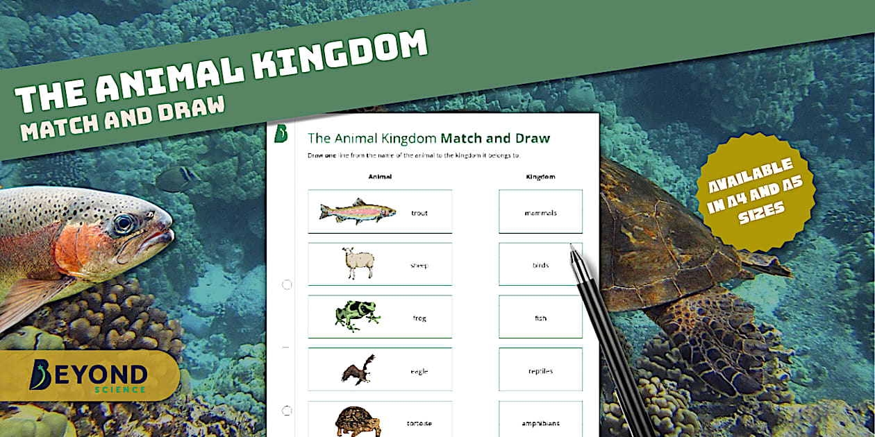 The Animal Kingdom Match and Draw | KS3 | Beyond Science