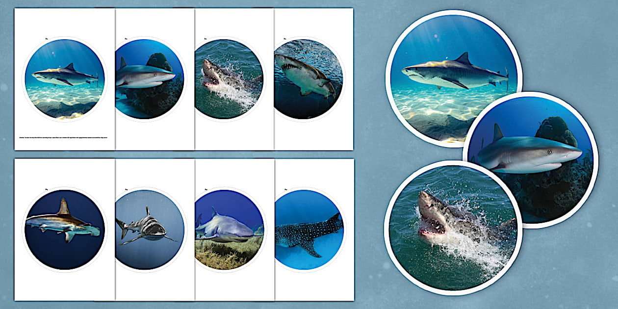 Shark Circle Display Photo Cut-Outs (teacher made) - Twinkl
