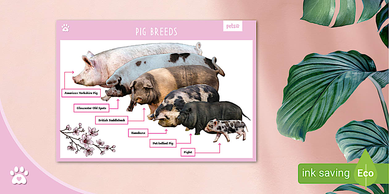 Pig Breeds - Pig Breeds Poster - Pet Pig - Twinkl Pets