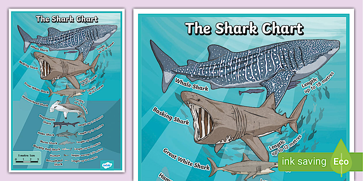 Shark Size Comparison Display Poster (teacher made) - Twinkl