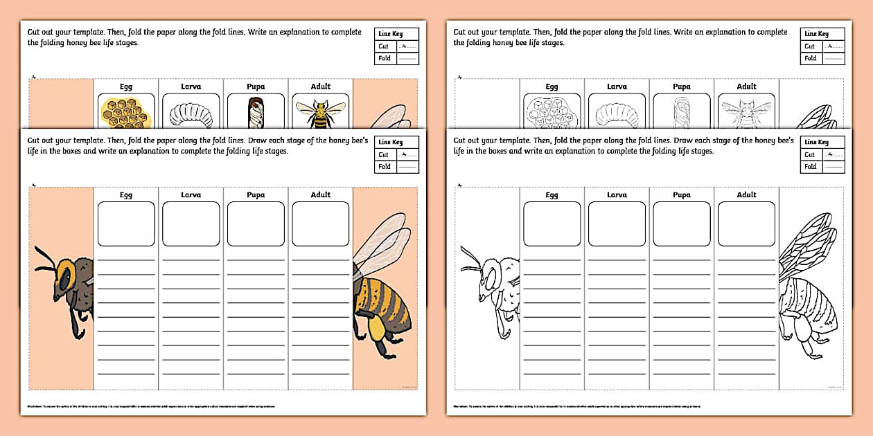 Honey Bee Folding Life Stages Template (teacher made)