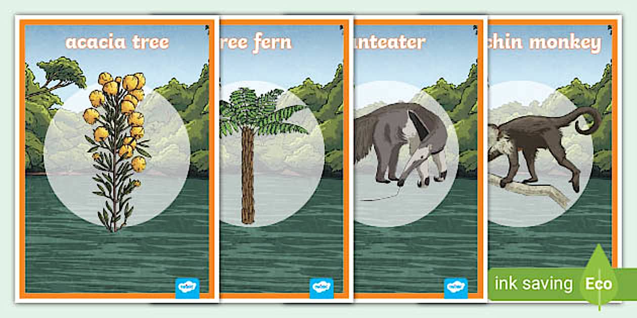 Rainforest Display Posters (teacher made) - Twinkl