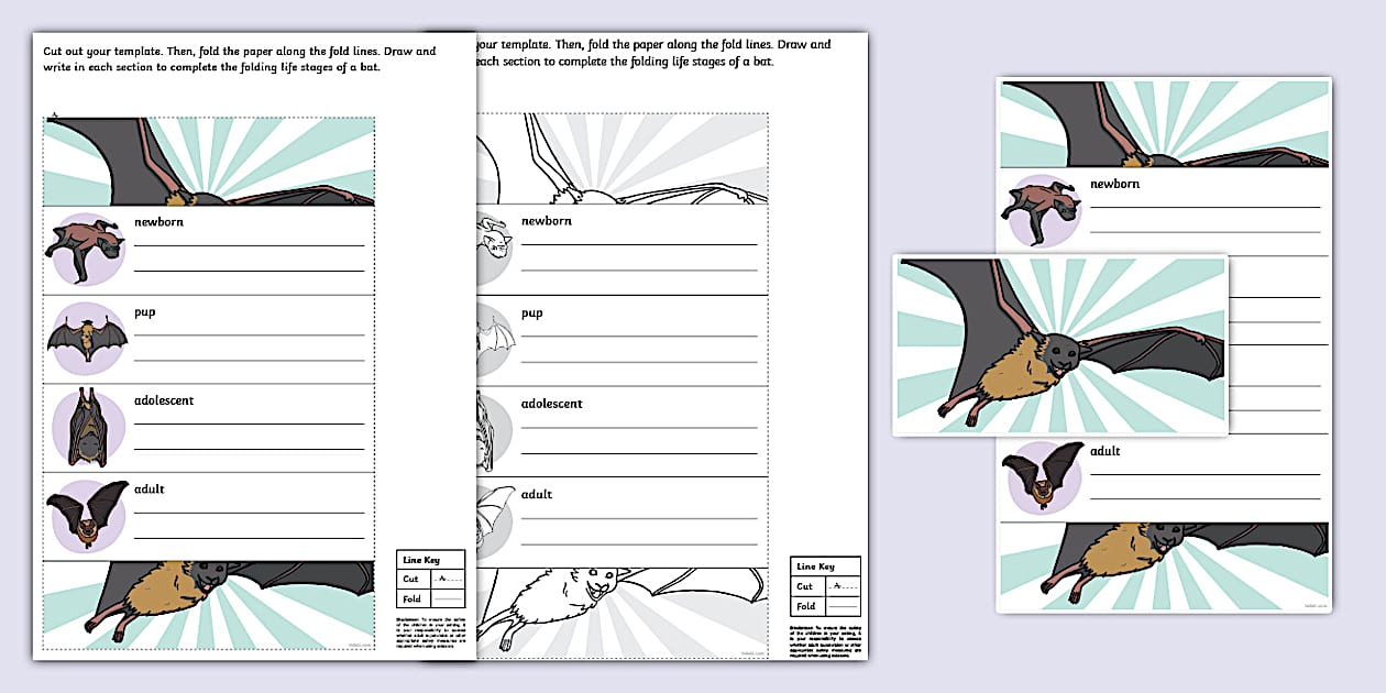 Bat Life Stages Foldable Activity (Teacher-Made) - Twinkl
