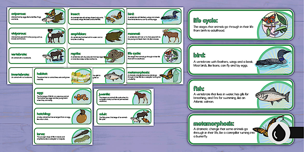 Canadian Animal Life Cycles Vocabulary Cards (teacher made)