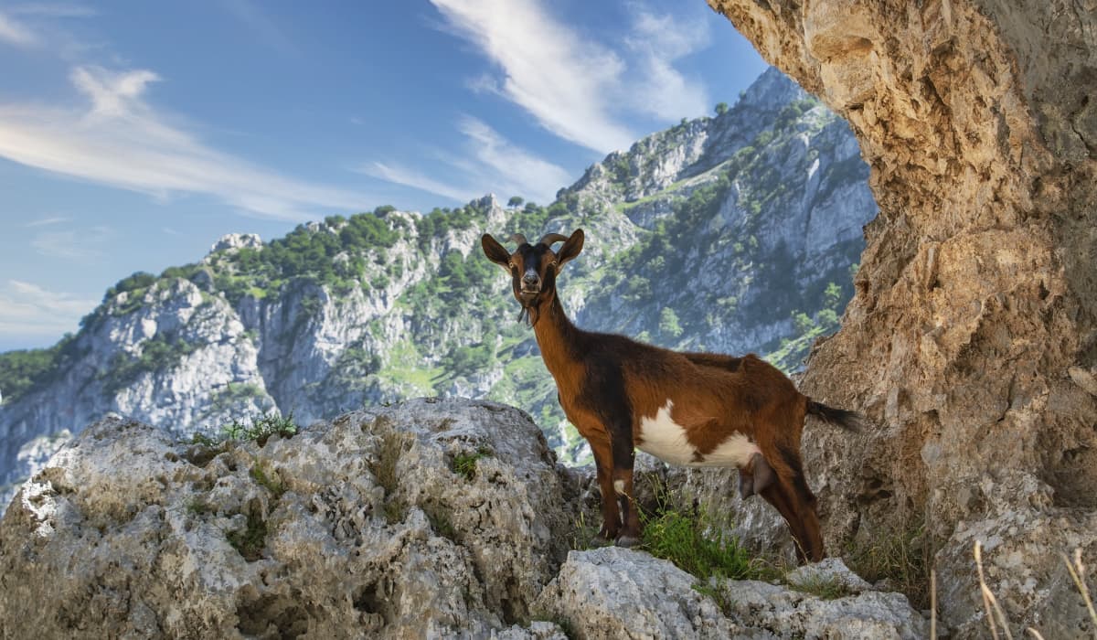 Alicudi Island’s Goat Giveaway - Twinkl NewsRoom - Twinkl