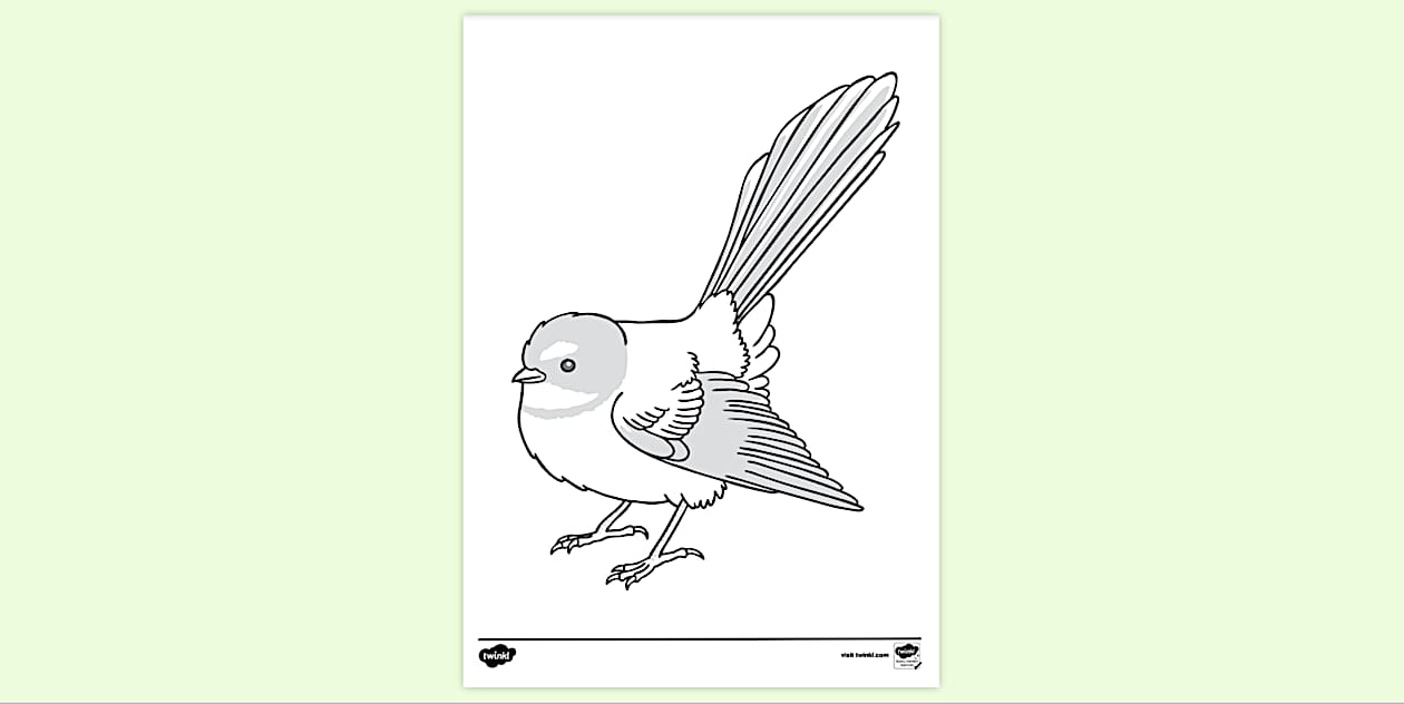 Fantail Outline Colouring Sheet - Twinkl NZ (teacher made)
