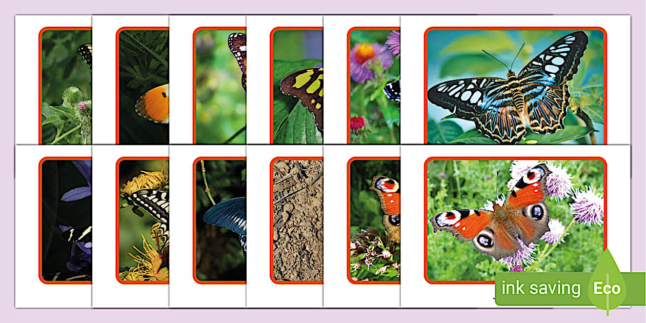 Symmetrical Butterflies Photo Display Pack (teacher made)