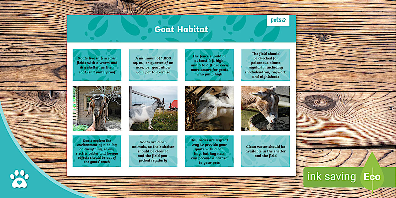 Goat Habitat - Goat Fact Sheet - Pet Goat - Twinkl Pets