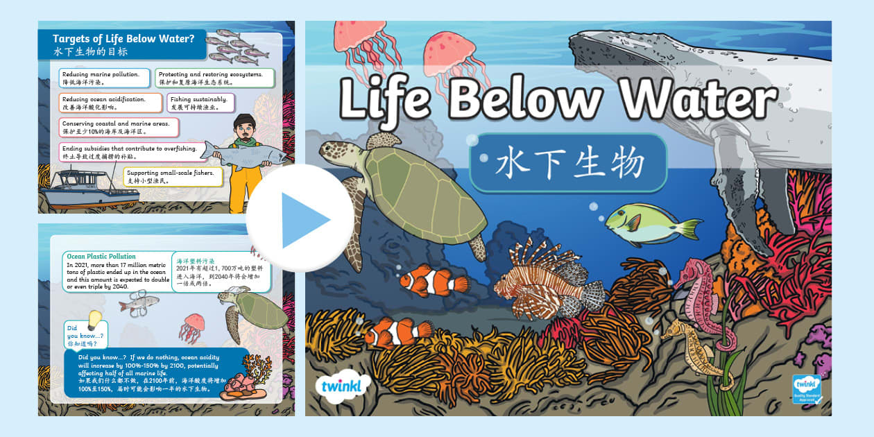 SDG Life Below Water 水下生物 / 中英双语 - Twinkl