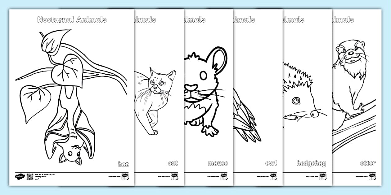 Nocturnal Animals Colouring Pages (Teacher-Made) - Twinkl