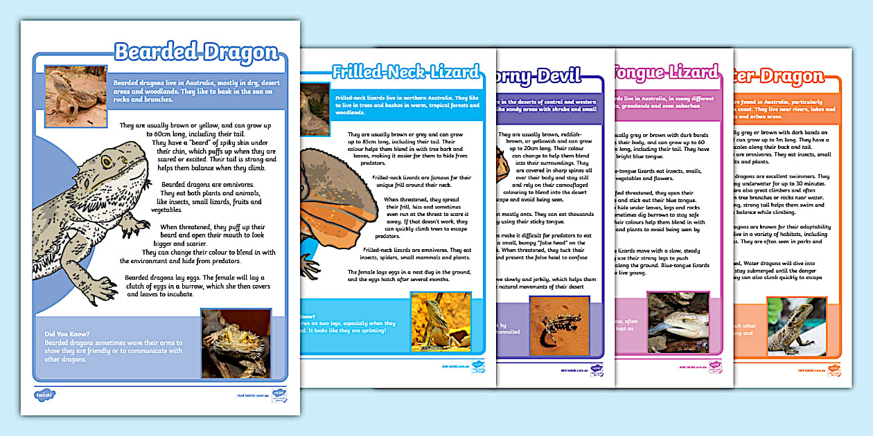 Australian Lizards Fact Files (teacher made) - Twinkl