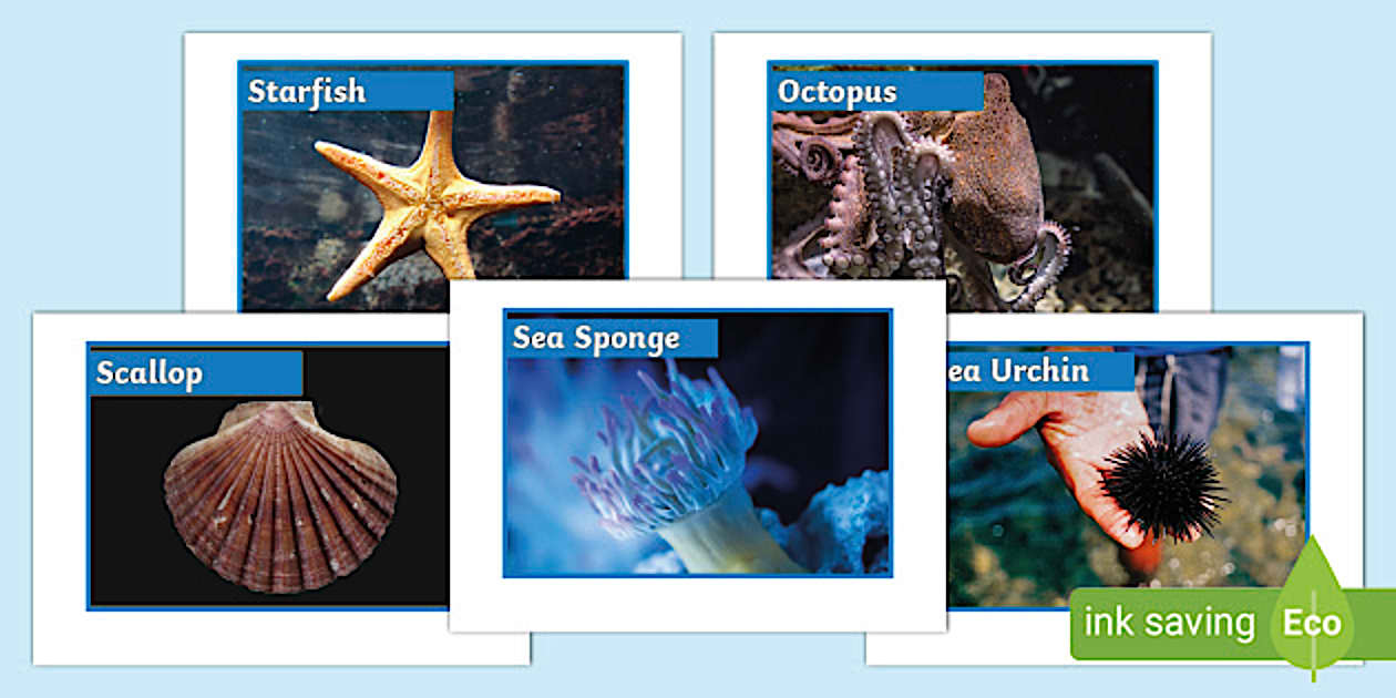 Invertebrates Display Photos (teacher made) - Twinkl