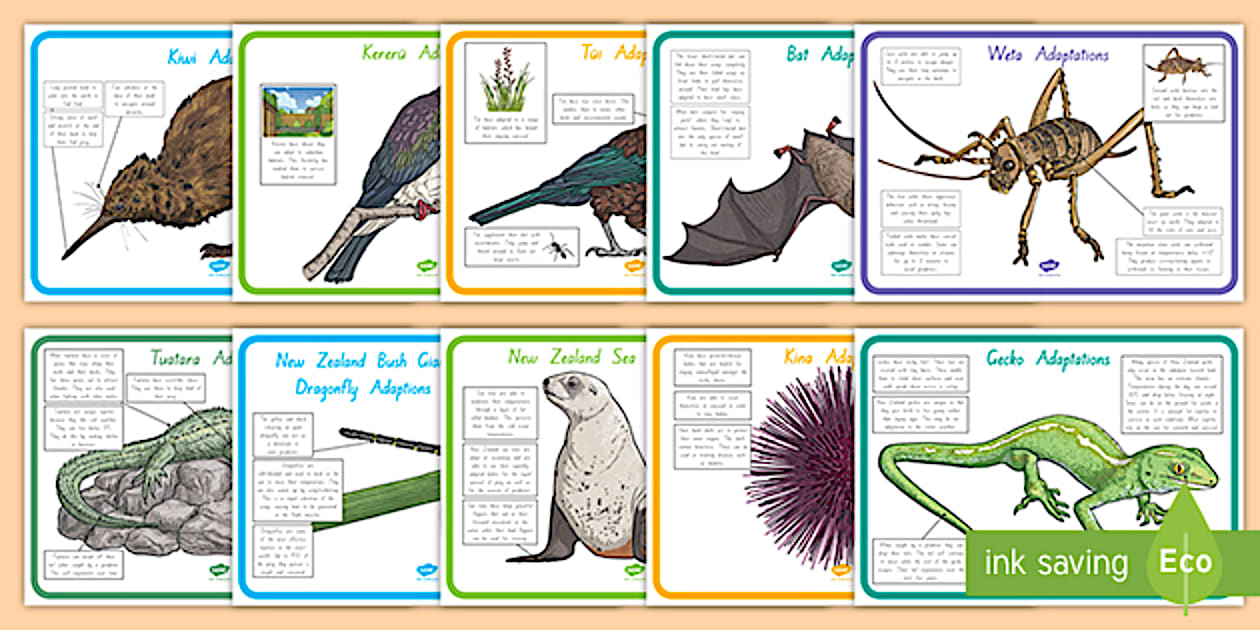 New Zealand Animal Adaptation Display Posters