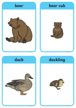 FREE! - Animals and Their Babies Picture Cards