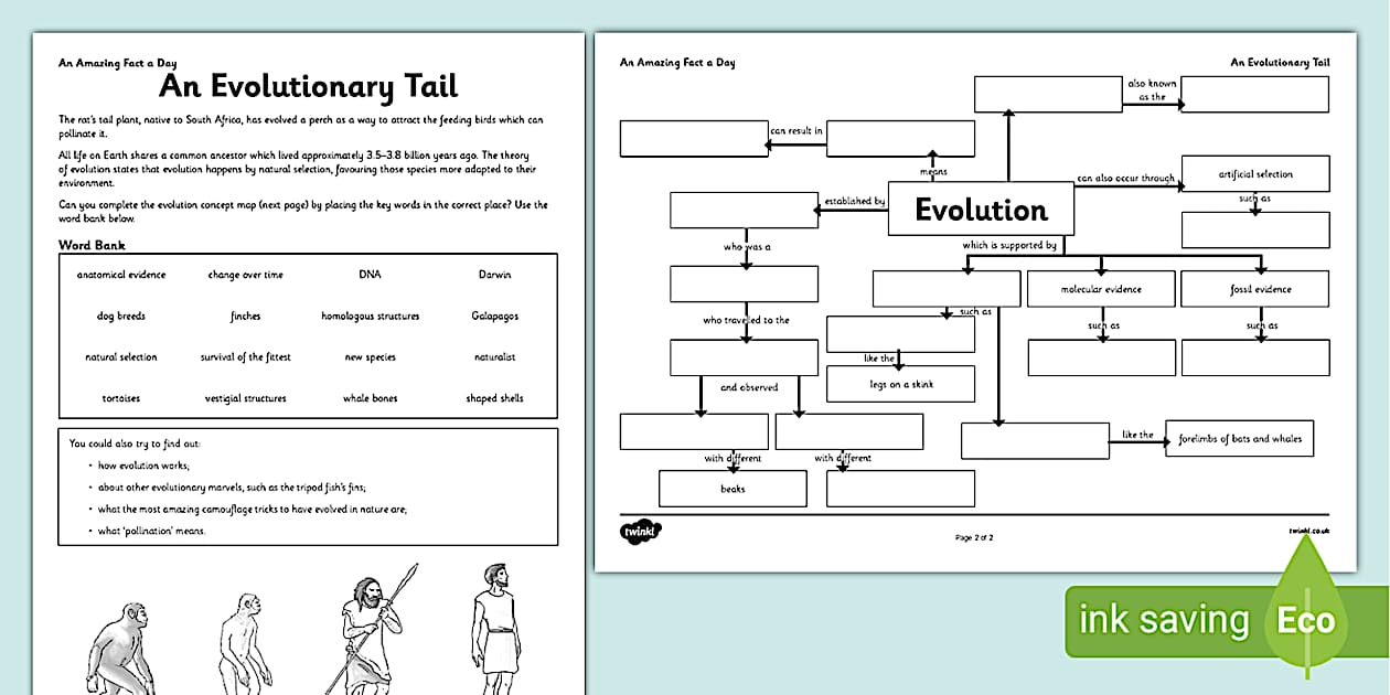 Editable An Evolutionary Tail Worksheet (teacher made)