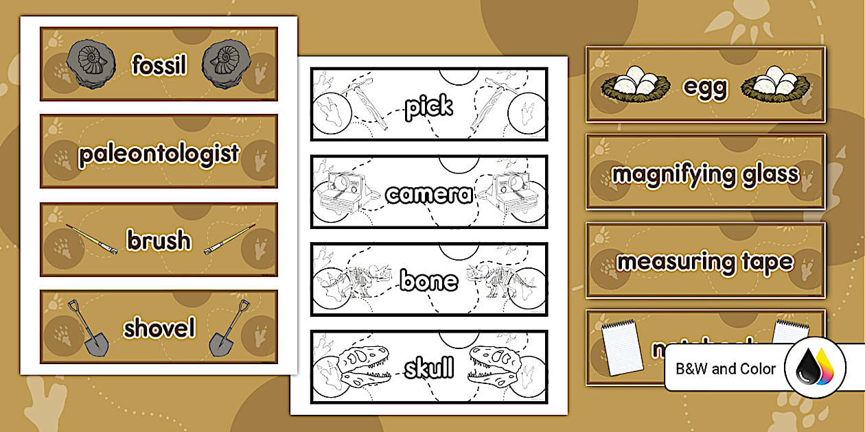 * NEW * Fossil Hunter Word Cards | PreK Resource | Twinkl USA