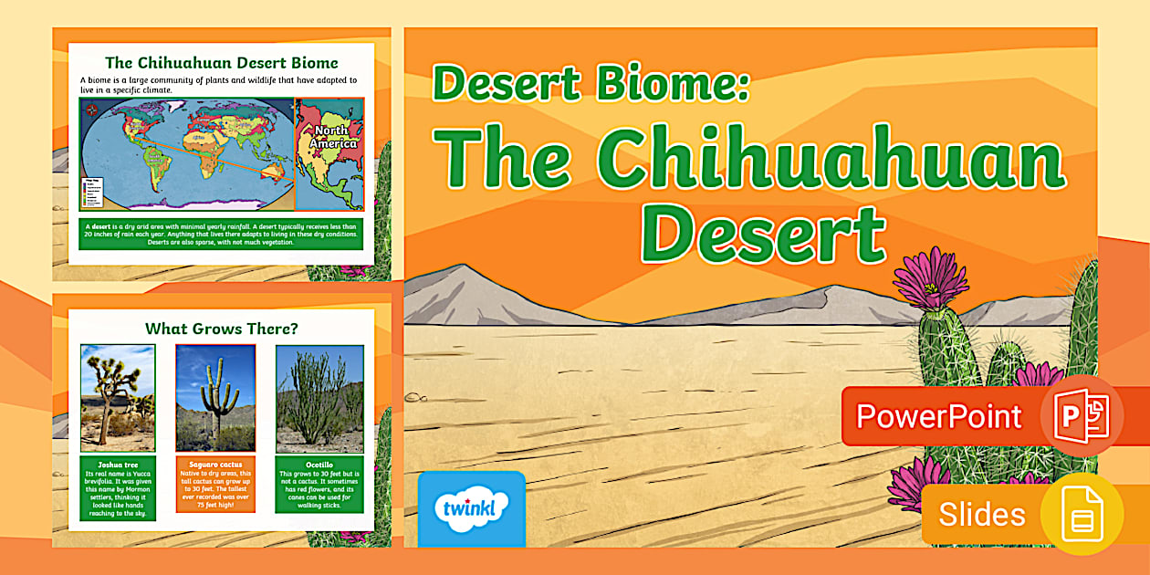 Desert Biome: The Chihuahuan Desert Presentation - Twinkl