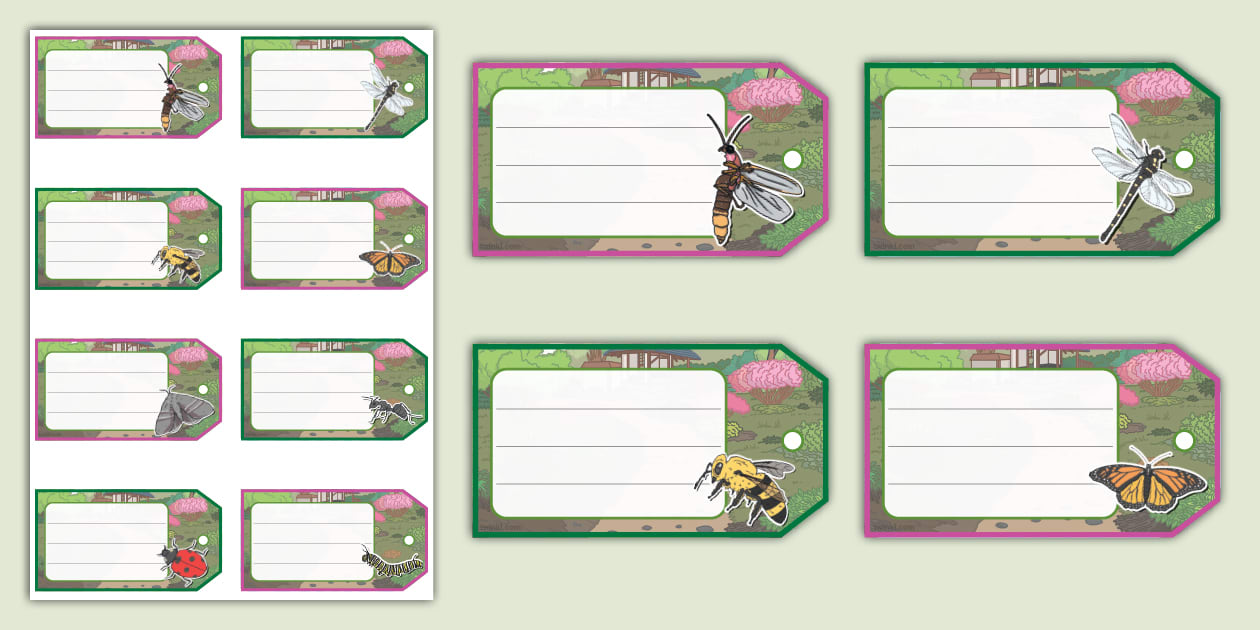 Insect-Themed Labels (Teacher-Made) - Twinkl