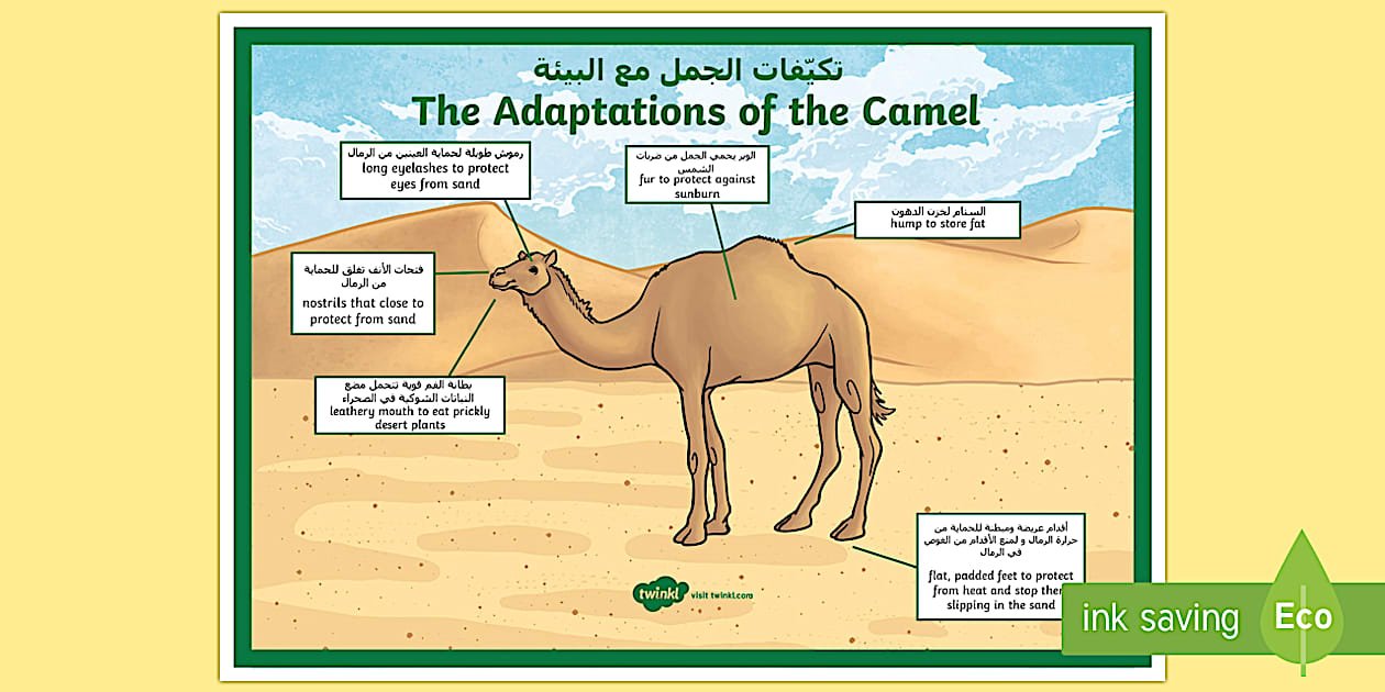 Camel Adaptations A4 Display Poster Arabic/English - Twinkl
