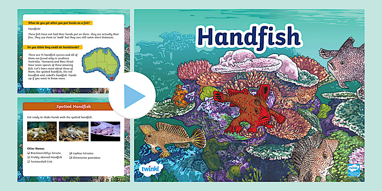 Handfish PowerPoint (teacher made) - Twinkl
