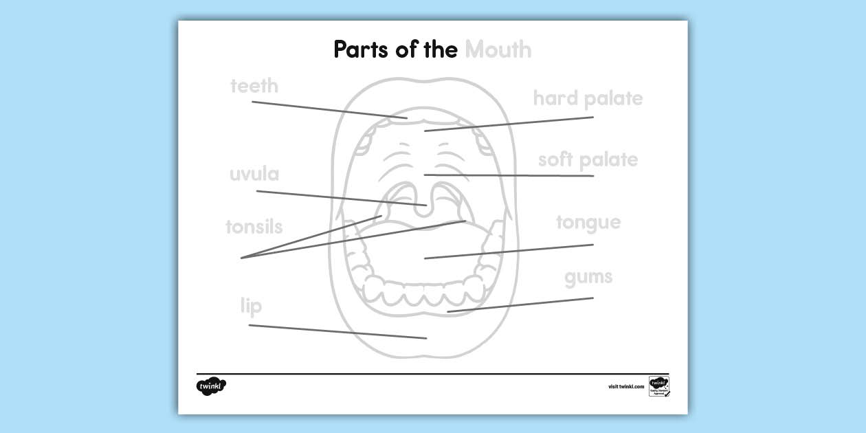 Parts of the Mouth Trace and Color Worksheet (teacher made)