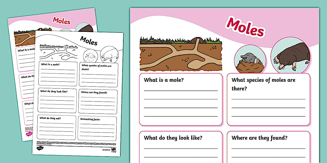 KS1 Mole Fact File Template (teacher made) - Twinkl