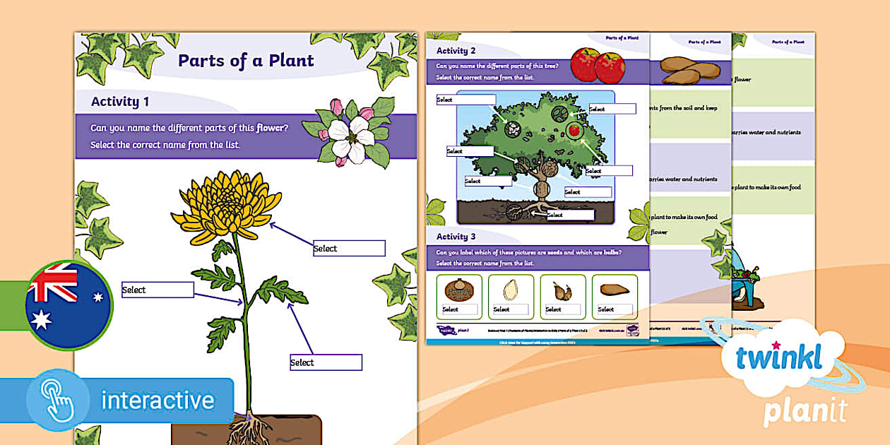 Year 1 Science Features of Plants Interactive Activity 2