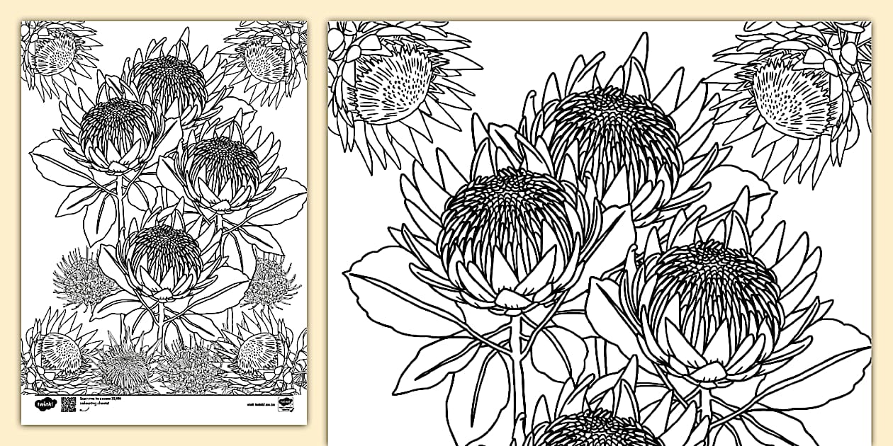 Foundation Phase - Life Skills Creative Arts - King Protea - Colouring Page