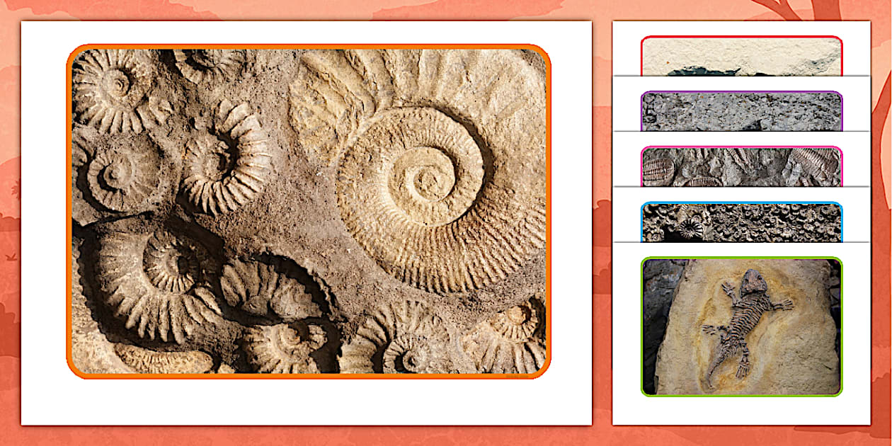 Fossils Photo Pack (teacher made) - Twinkl